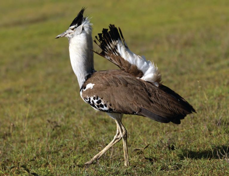 Kitulo National Park: A Breathtaking Floral Paradise in Tanzania’s ...